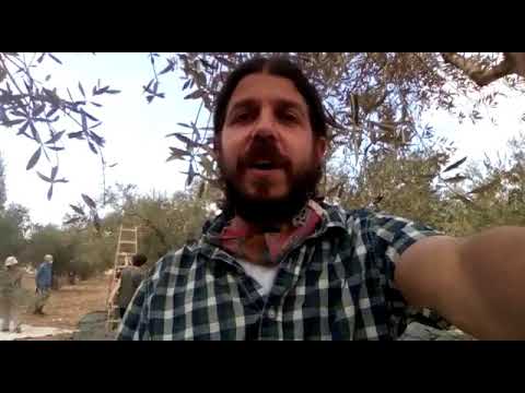 Rabbi Oded Mazor Burin, RHR Olive Harvest 2020, 3 Nov - YouTube