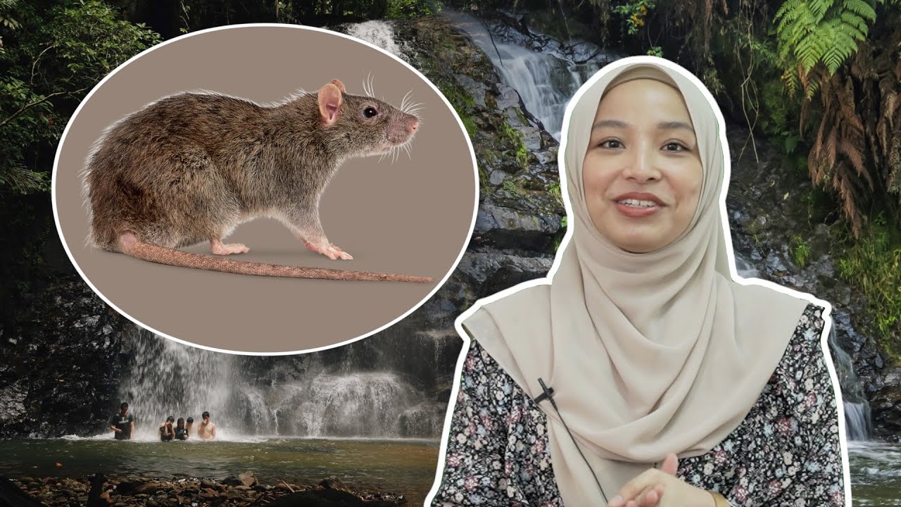 Kenapa Nama Dia Penyakit Kencing Tikus? - YouTube