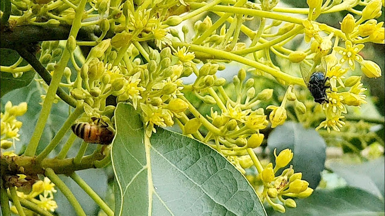 Who Is Pollinating My Avocado Flowers? - YouTube