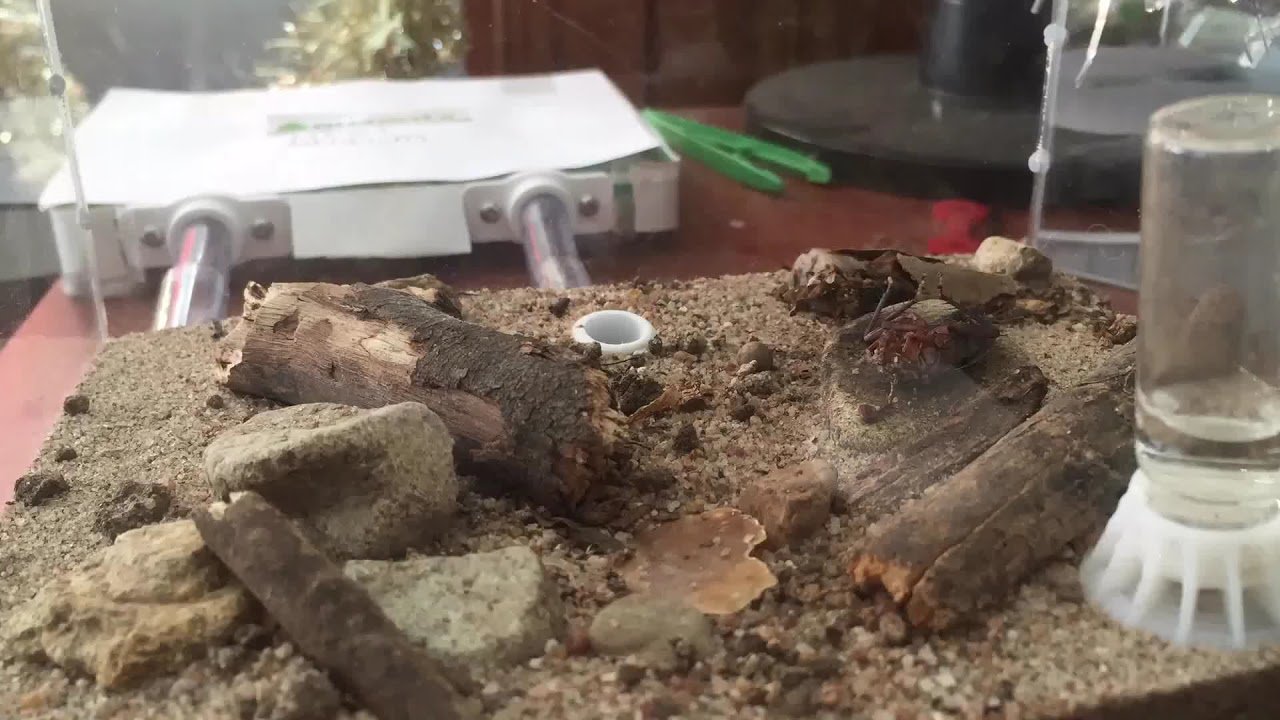 Ant time lapse #5 (CHRISTMAS COCKROACH) - YouTube