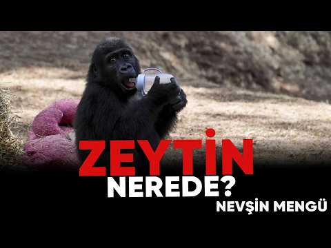 Zeytin Nerede?