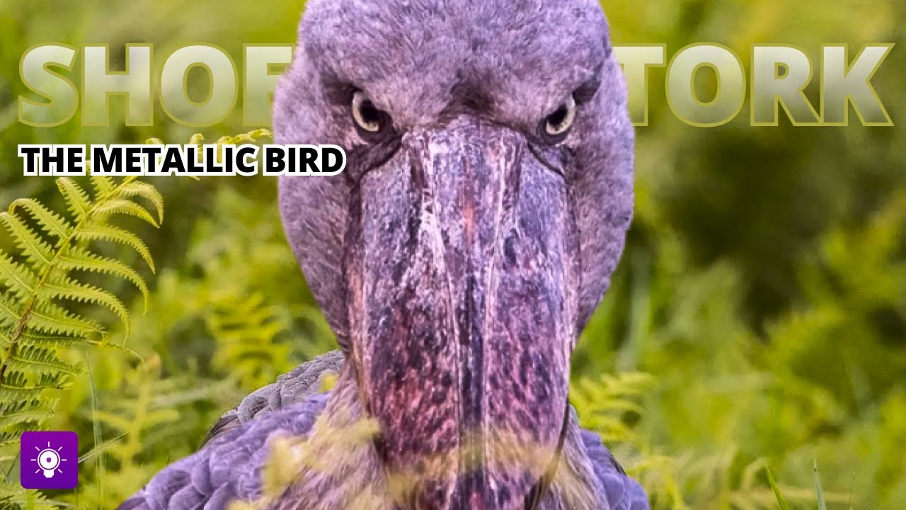 SHOEBILL STORK Is the Strangest Dinosaur Bird Ever Seen - YouTube