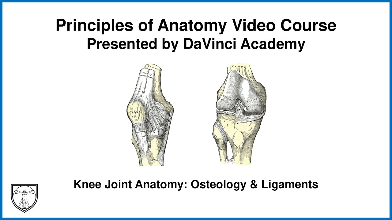 Knee Joint Anatomy: Osteology & Ligaments [Lower Limb Anatomy 7 of 13 ...