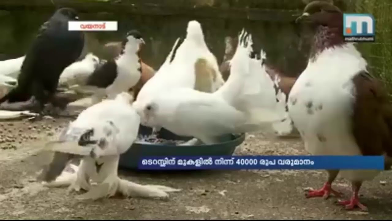 വരുമാനം പ്രാവ് വളർത്തലിലൂടെ Pigeon rearing in Kerala - YouTube