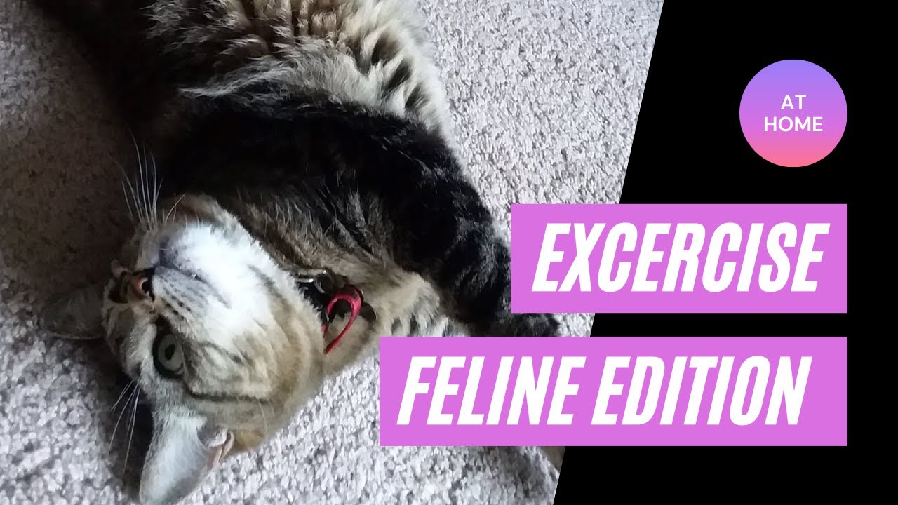 Muscle Strengthening Exercises for Cats! - YouTube