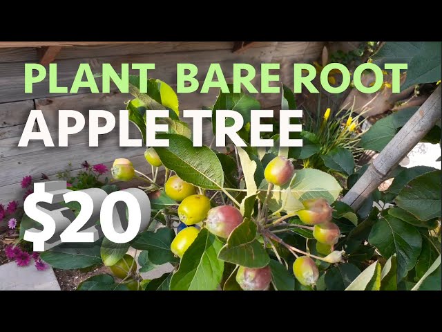 Bare Apple Tree Bare Root Fruit: Time To Choose And Plant