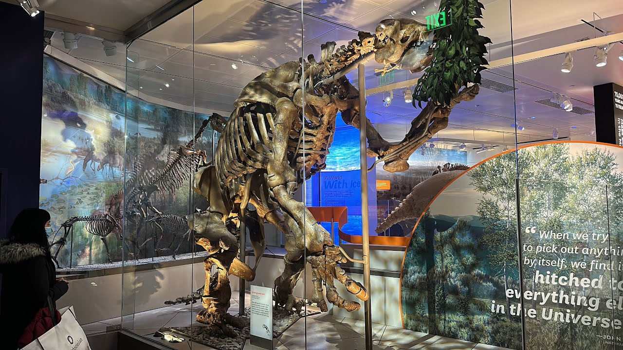 (4K) Absolutely unbelievable ancient dinosaur fossils | Never filmed ...