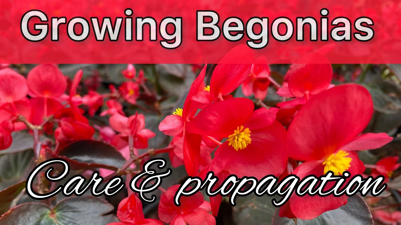 Begonia plant care | How to grow and Propagate Begonias | Tropical ...
