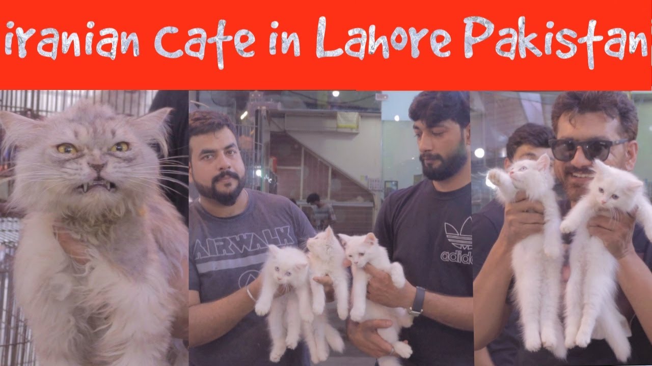iranian cats in lahore pakistan |Persian cats|piki face cat pakistan ...
