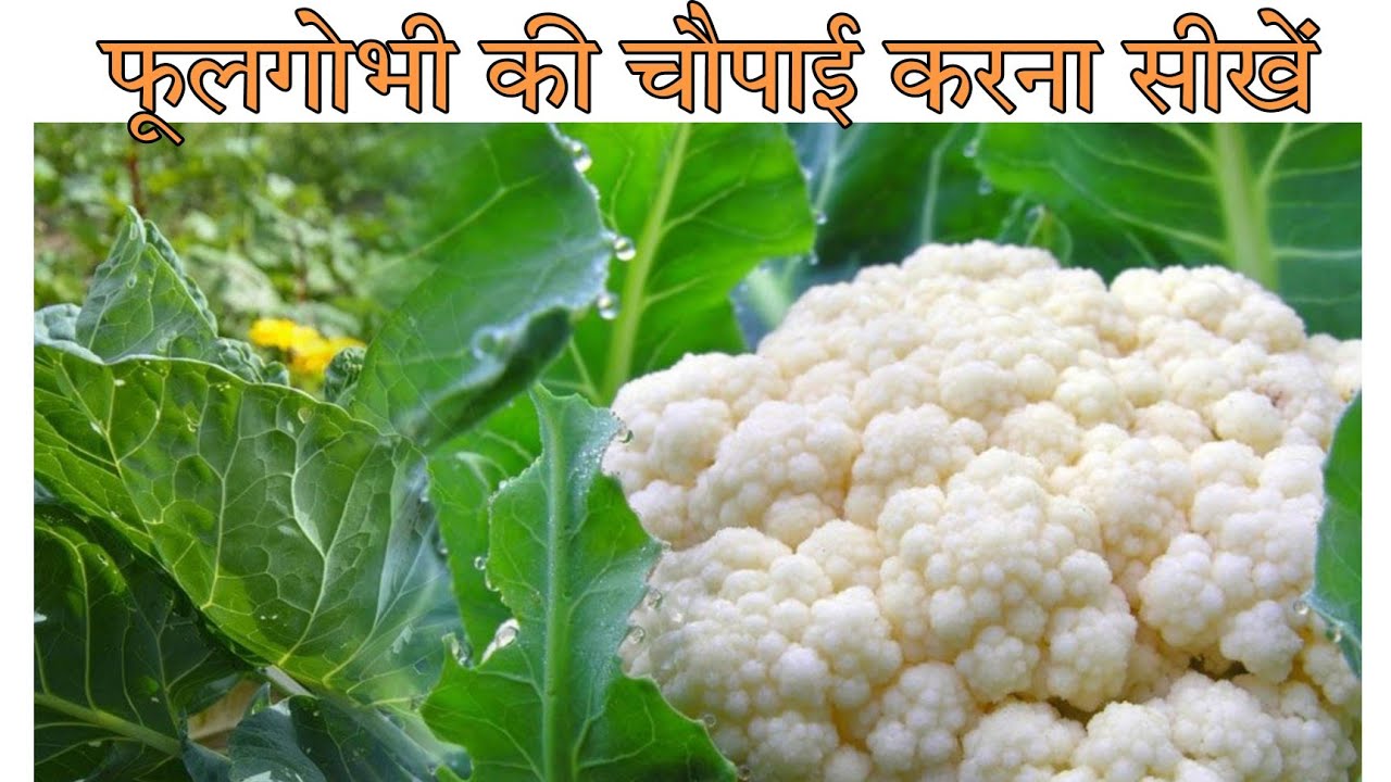 फूलगोभी की चौपाई करना हुआ बहुत आसान 🙄 || Farming Of Cauliflower - YouTube