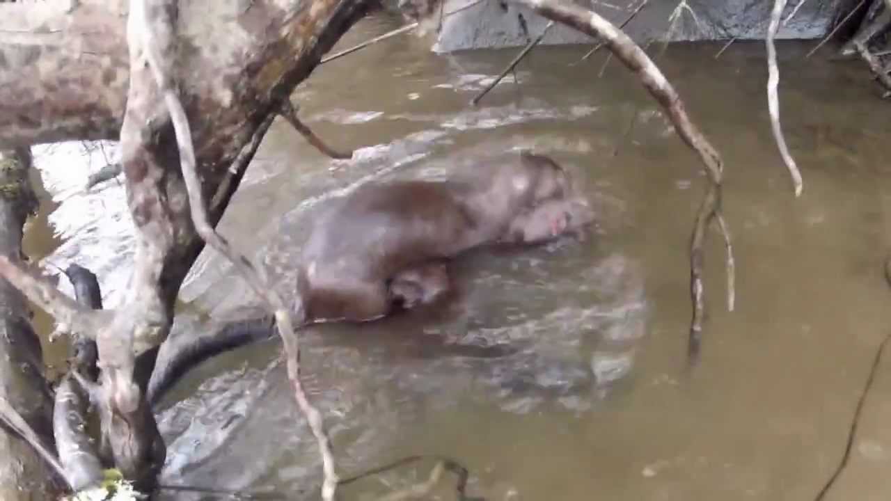 Fighting Minks - YouTube