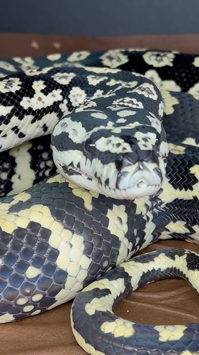 GORGEOUS Black & Yellow Jungle Carpet Python! #animal #beautiful #snake ...