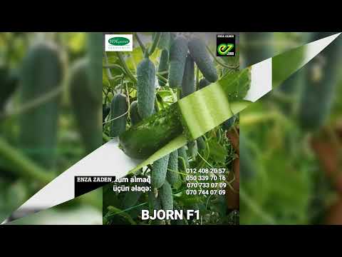 Xiyar toxumları: Picolino, Minenza, Bjorn, Cedrik, Severin, Derya