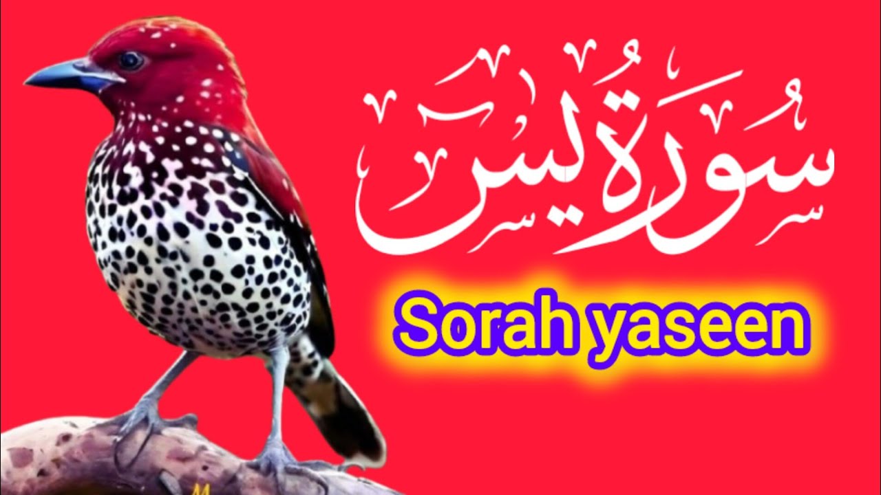 Most beautiful recitation of surah yaseen (Yasin) سورہ یسن: full by ...