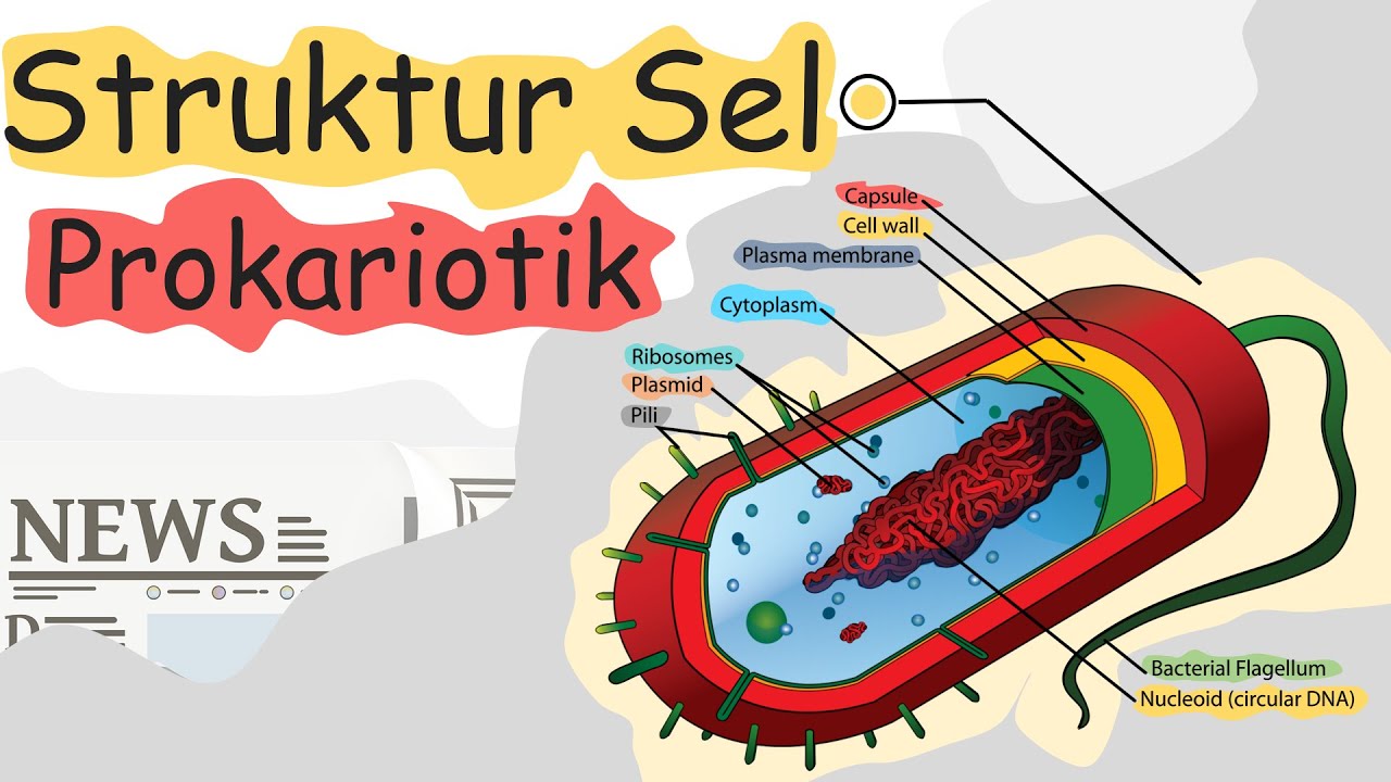 BAGIAN-BAGIAN PENYUSUN SEL PROKARIOTIK - YouTube
