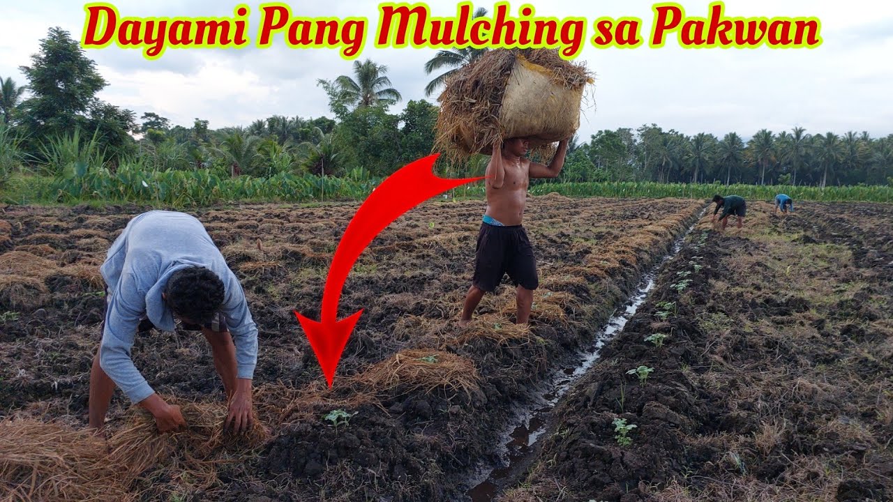 Paglagay ng Dayami ng Palay as Natural Mulching sa Watermelon - YouTube