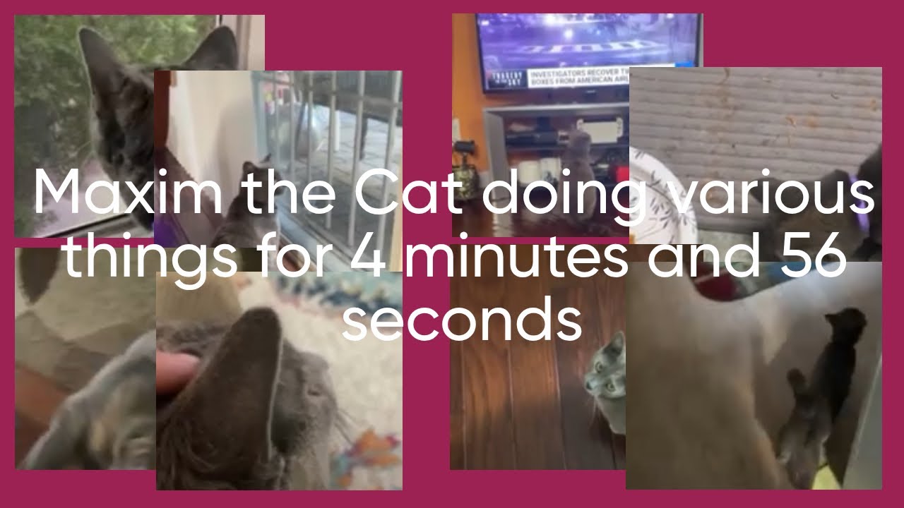 Maxim the Cat doing various things for 4 minutes and 56 seconds - YouTube