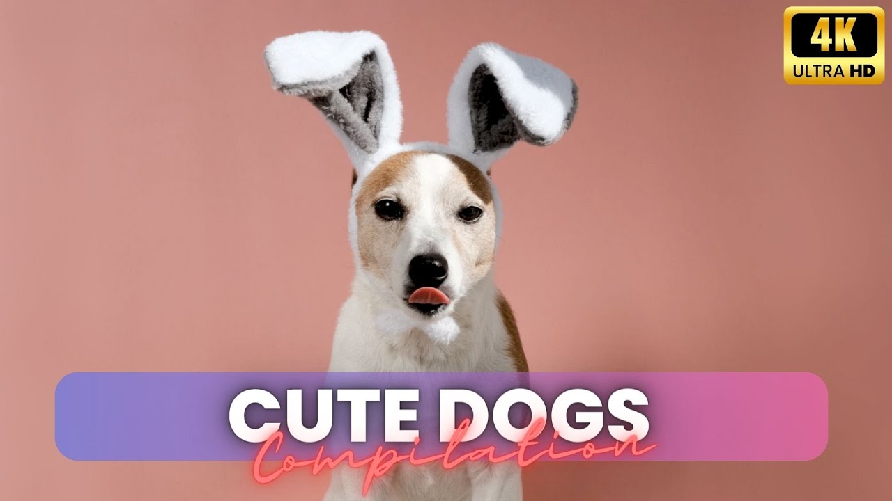 Cuteness Overload: Sweetest Dogs Compilation Guaranteed to Make You ...