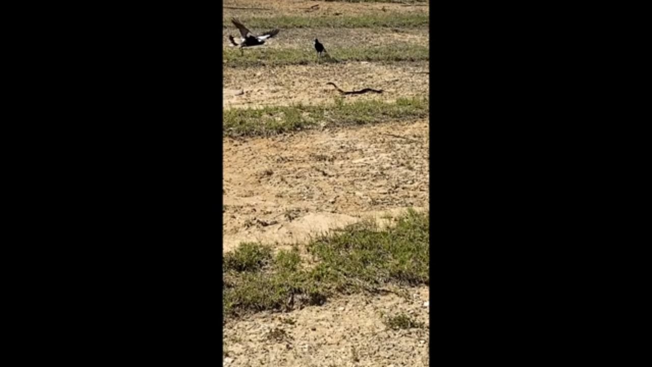 Magpies Team Up on Snake in Rural New South Wales - YouTube