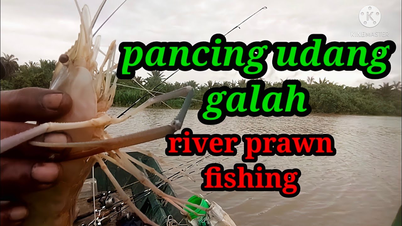 Pancing udang galah @ river prawn fishing - YouTube