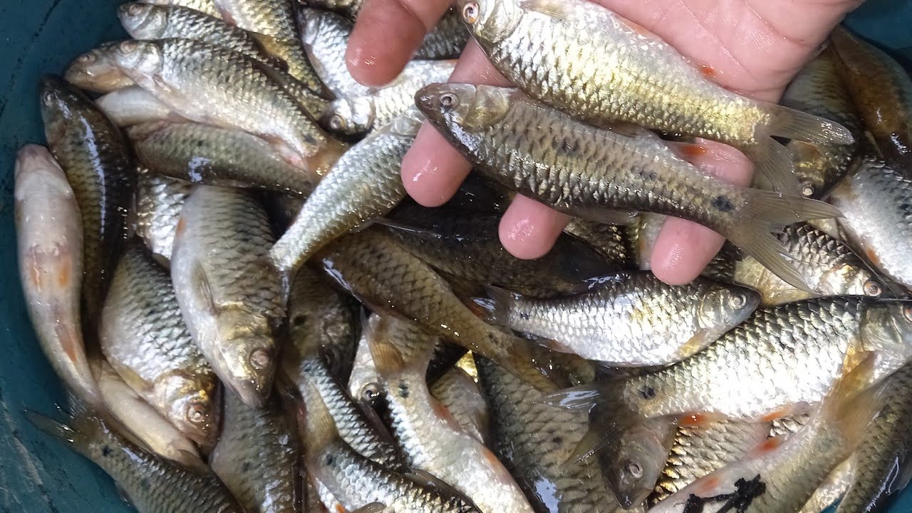 Panibagong Huli Mas Marami Kesa Una - Fresh Tinola, Prito, Paksiw ...