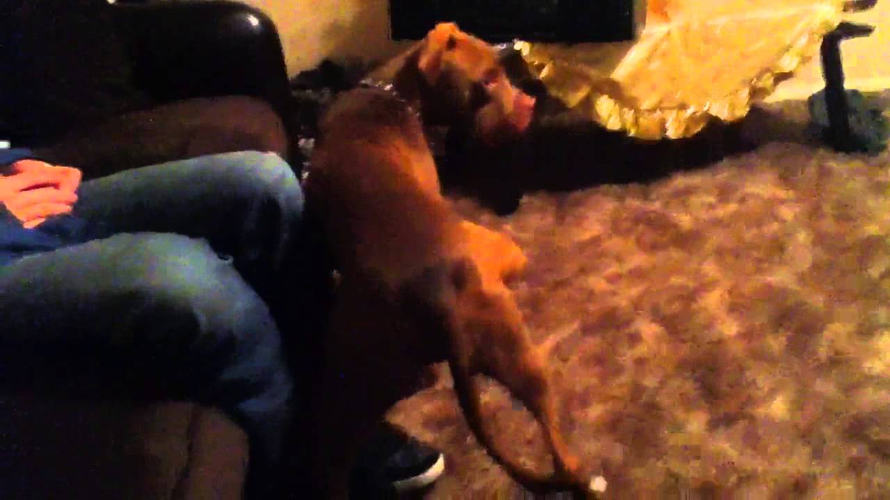 When a dog gets hard;) - YouTube