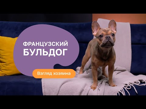 Французский бульдог: все о породе, плюсы и минусы - шоу “Ожидание/реальность”