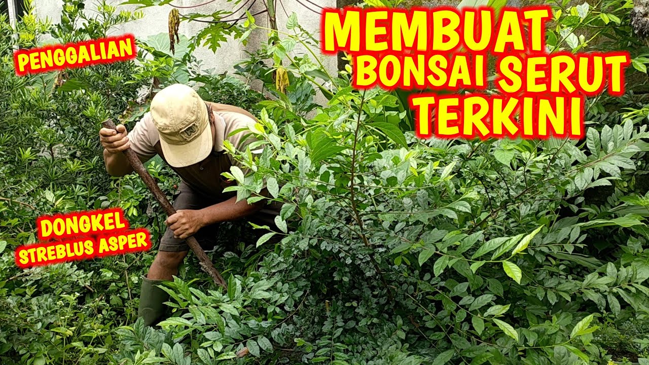 Bonsai Serut 2021 - Membuat Bonsai Serut Terkini - YouTube