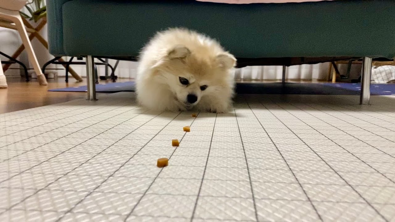 몽구 일상 [Monggu in the trap (생각이 많은 도기)] (2024.04.08) - YouTube