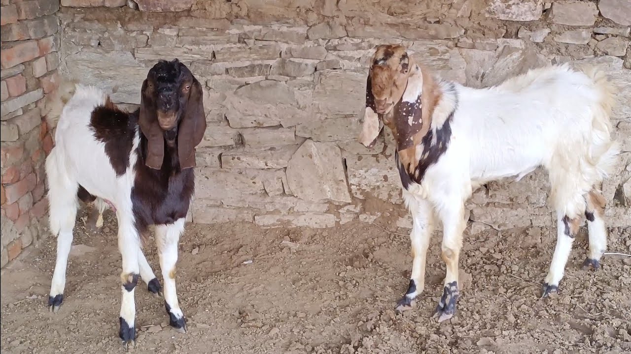top quality totapari Goat andul bakra Jodi 10 month bacha for sale ...