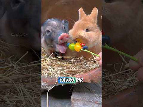 Bu Tavşanın Sosyal Çevresi Bizden Geniş!😅🤣