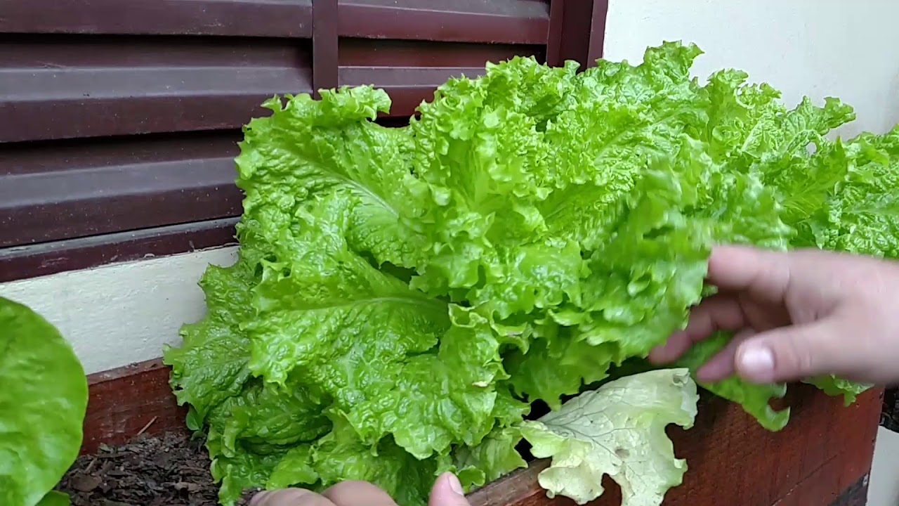 COMO FAZER PARA A ALFACE TER CABEÇA BONITA E GRANDE!COMEÇO,MEIO E FIM ...
