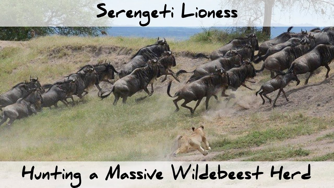 Serengeti Lioness hunting a Massive Wildebeest Herd (4K) - YouTube
