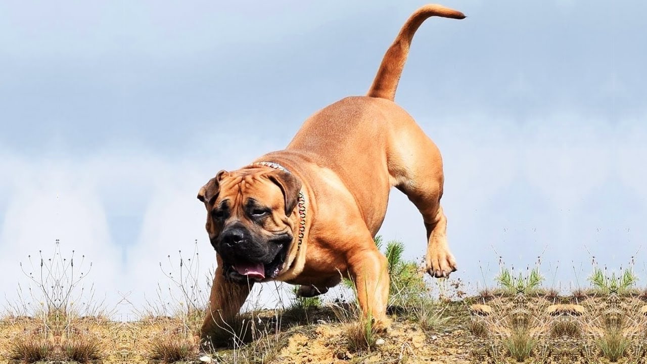 Get To Know The Boerboel: An Imposing Beast - YouTube
