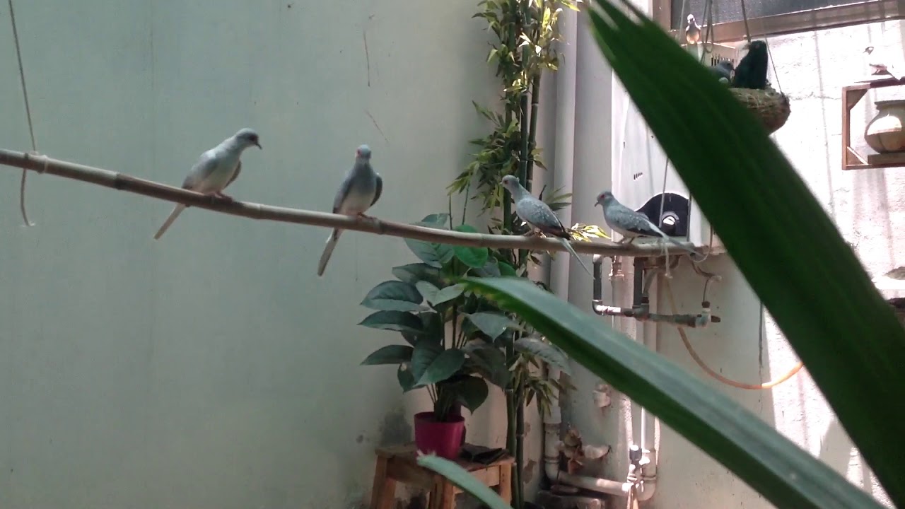 Chinese dove - YouTube