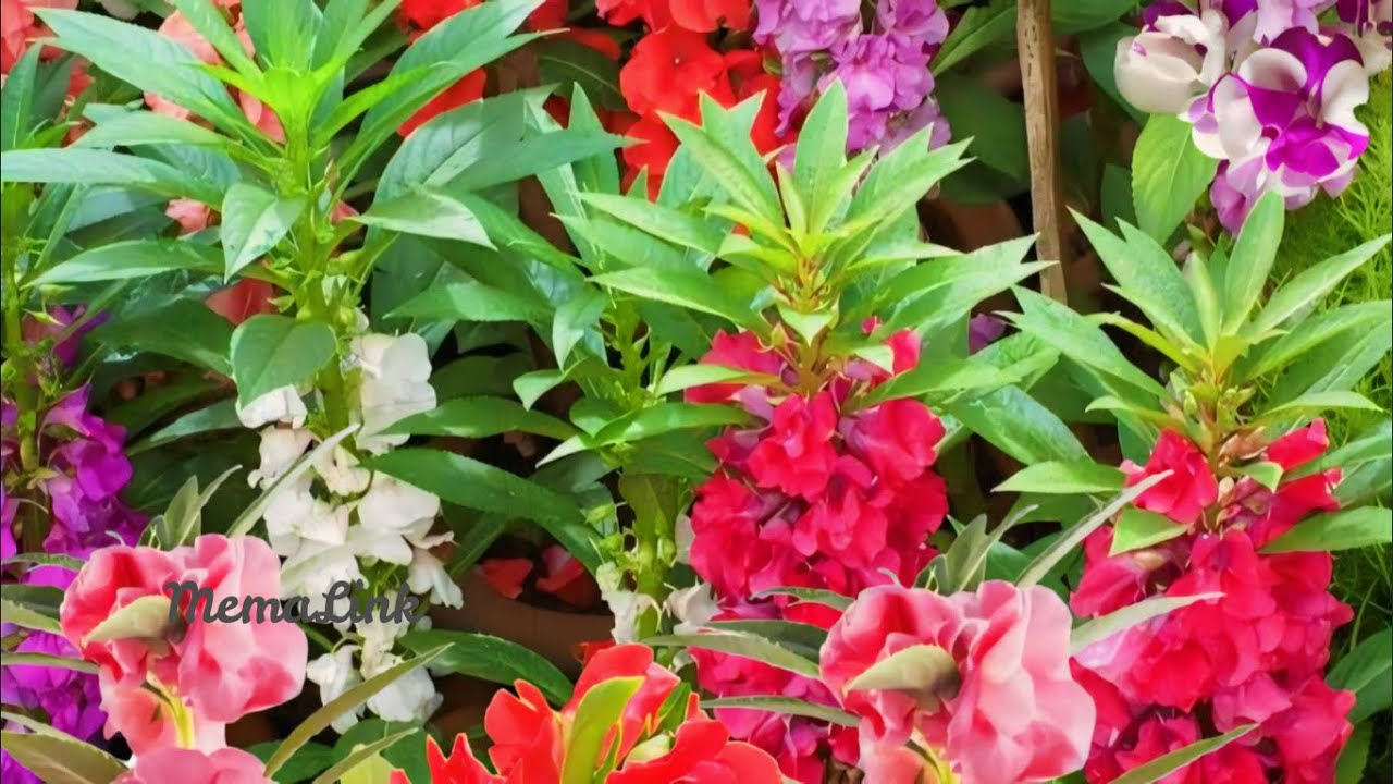 Impatiens balsamina/Balsam flower/Kamantigi Growing guide: How to easy ...