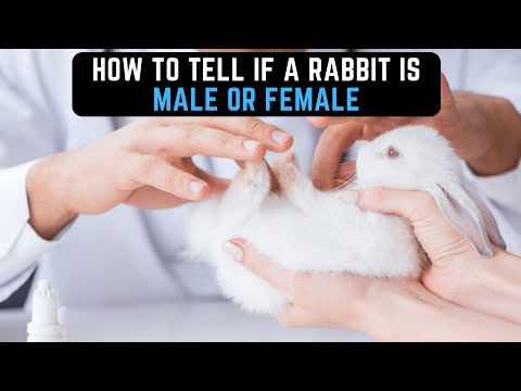 What are the Differences Between a Male and Female Rabbit? (How Can You ...