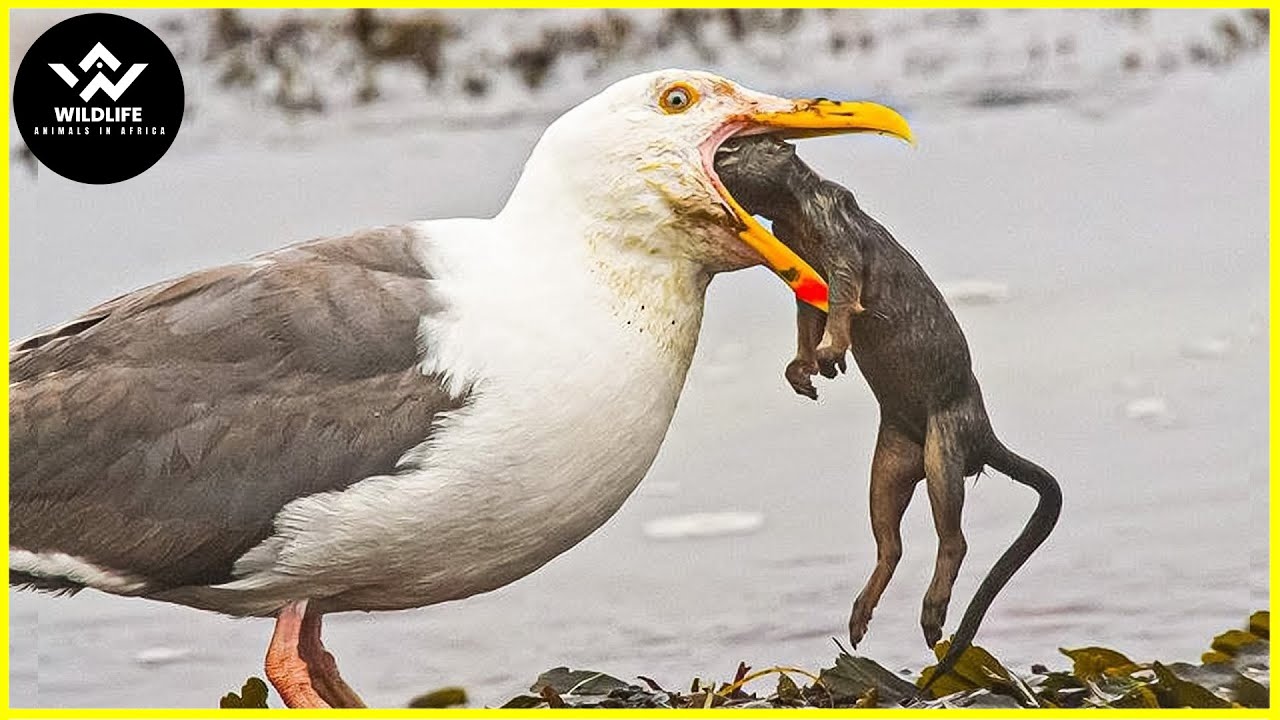 15 Brutal Moments Of Birds Hunting Their Prey | Wildlife Animals - YouTube