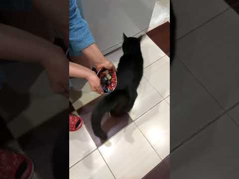 кот кайфует от валерьянки