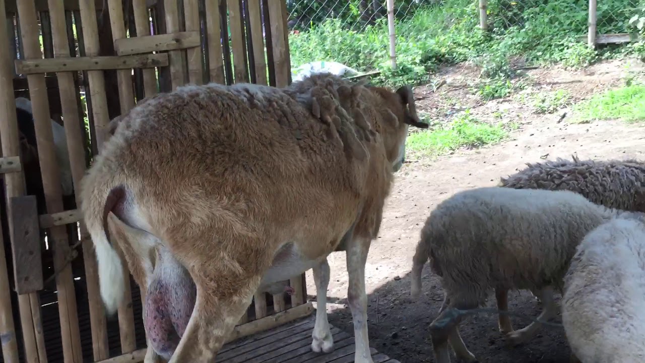 Sheep in the Philippines? - YouTube
