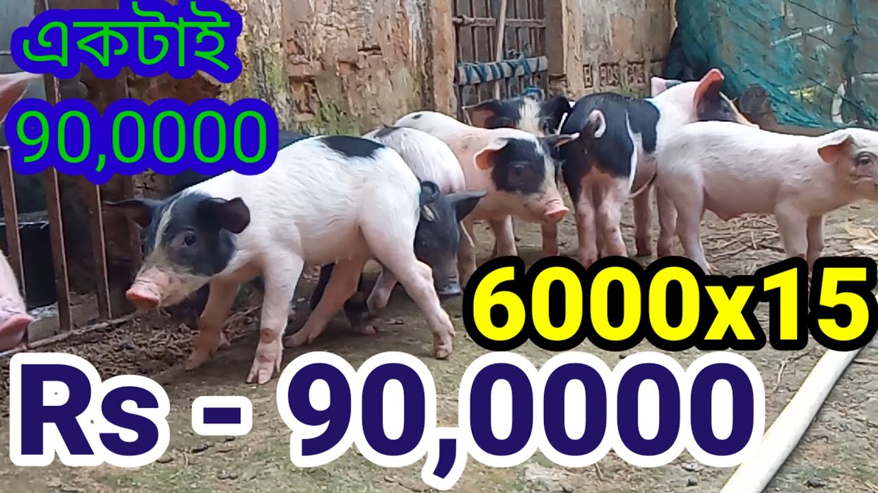 Pig Farming Business Secrets for Beginners - YouTube
