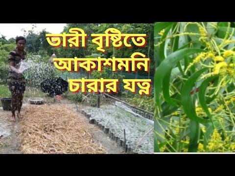 আকাশমনি চারার যত্ন//How to Care Akas Moni Plant//#Acacia_auriculiformis ...