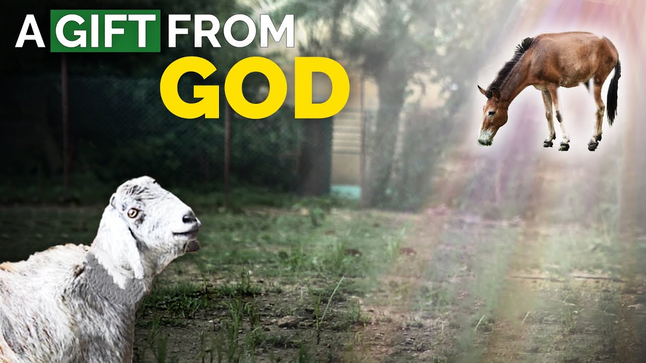 Is bakre aur khacchar ki dosti kaise hui? | How this goat and mule ...