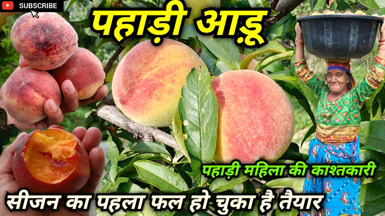 पहाड़ी स्वादिष्ट आड़ू , तैयार होने लगी फसल। Pahadi Organic Peach. # ...