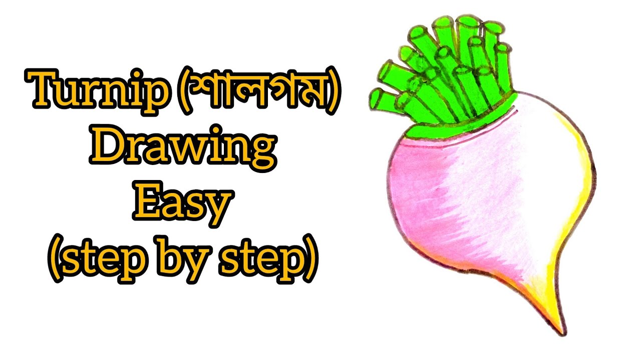 How To Draw Turnip | vegetables drawing | শালগম আঁকা | easy drawing ...