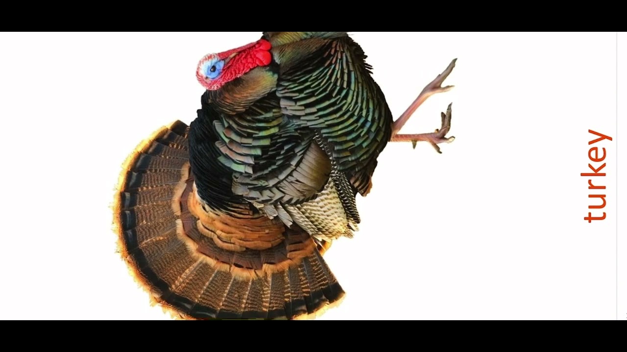 animal sounds part 3 - YouTube