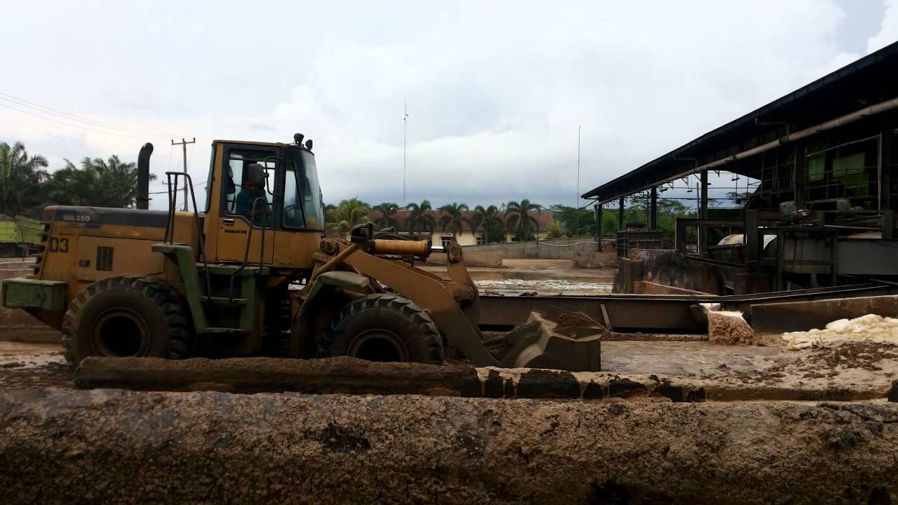 Pemanfaatan Limbah Industri Sagu sebagai pupuk tanaman - YouTube