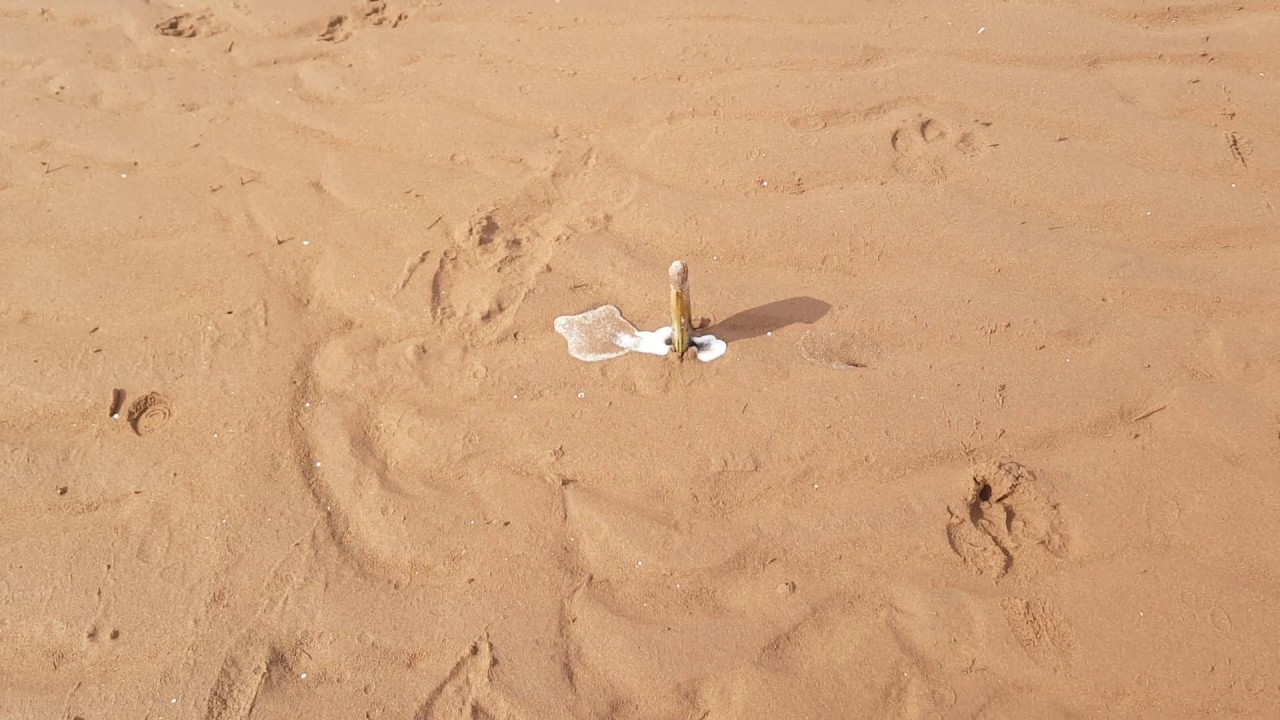 How to catch a Razor Fish / with salt water - YouTube