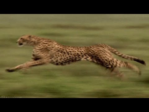 Cheetahs The Fastest Land Animals | Predator - YouTube