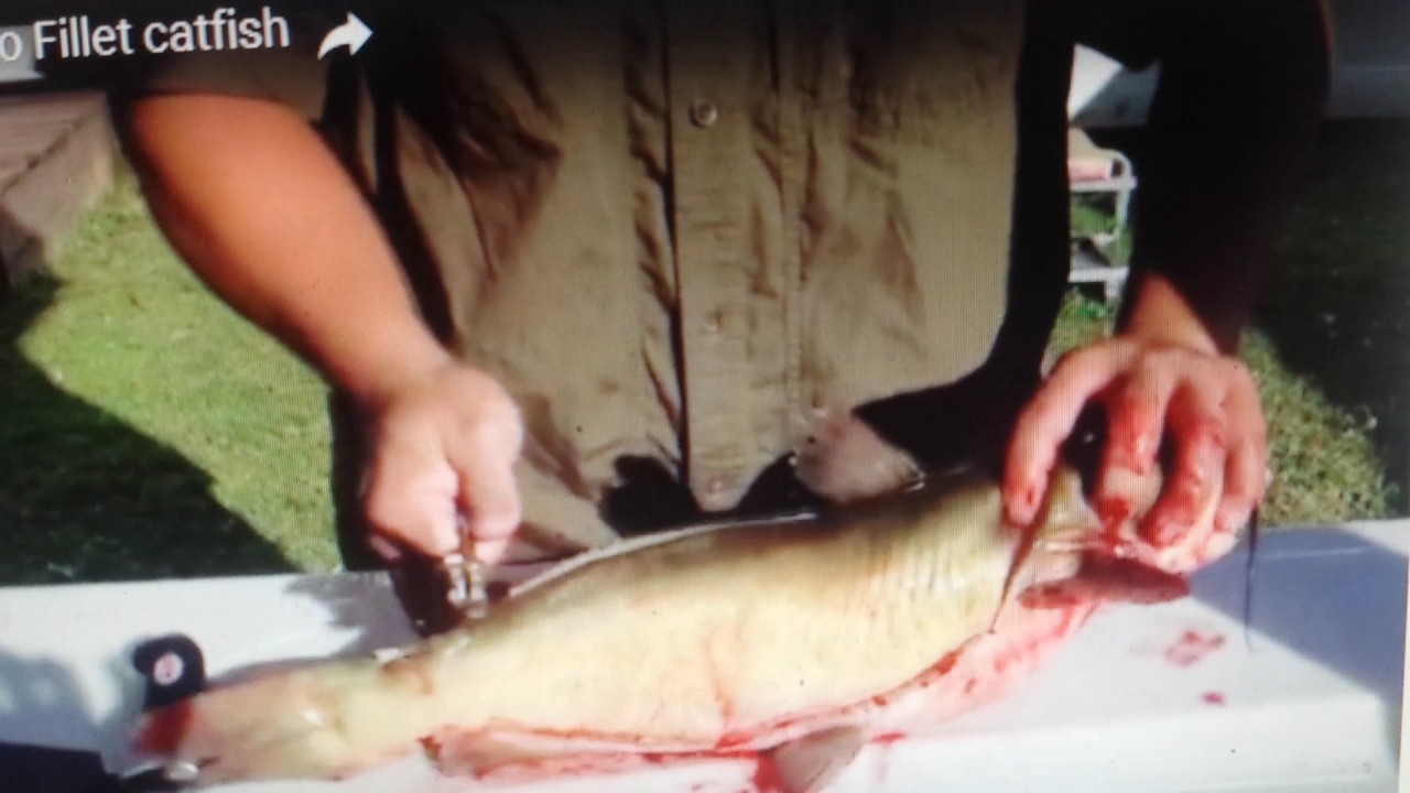 How to skin and fillet a catfish - YouTube